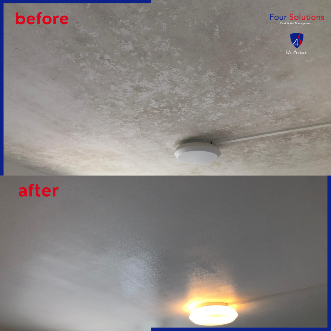 MOLD REMOVAL SINGAPORE - Four Solutions